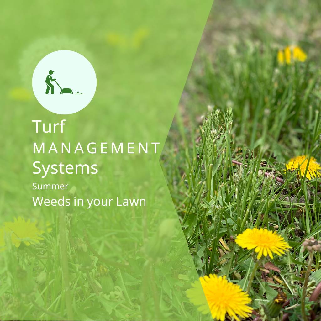 Pro Summertime Weed Control for Southern Lawns