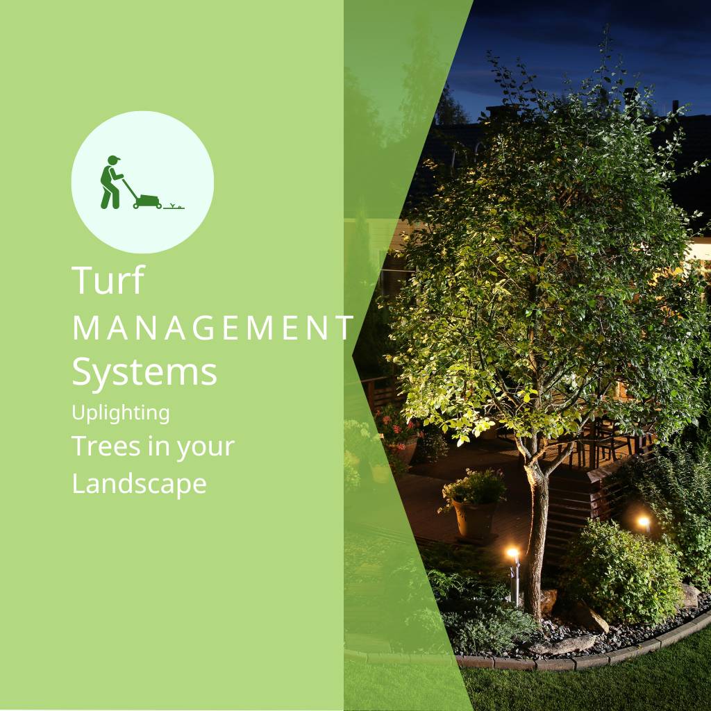 Uplighting Trees With Low Voltage Landscape Lighting Systems